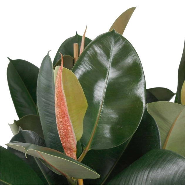 Rubber Plant Ficus Robusta 80CM – SHIFAA GARDEN CENTER