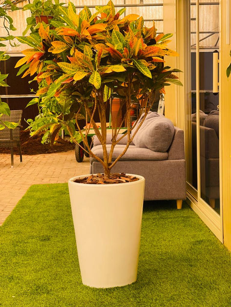 Indoor Plants – Page 4 – SHIFAA GARDEN CENTER