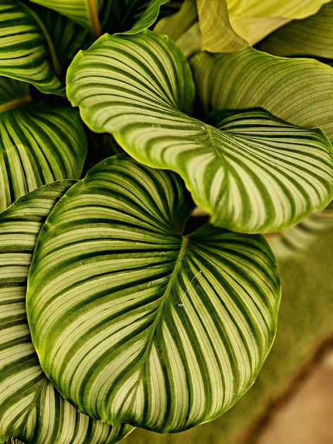 Calathea Variegated | Calathea Variegated Holland Buy Online – SHIFAA ...