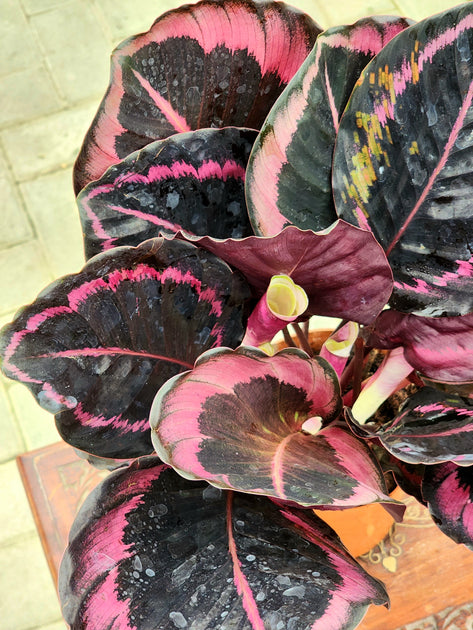 Calathea Red Mojo – SHIFAA GARDEN CENTER