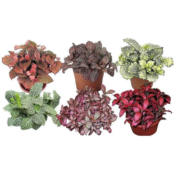 Fittonia Mix Colour – SHIFAA GARDEN CENTER