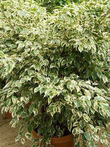 Ficus Benjamia Starlight – SHIFAA GARDEN CENTER