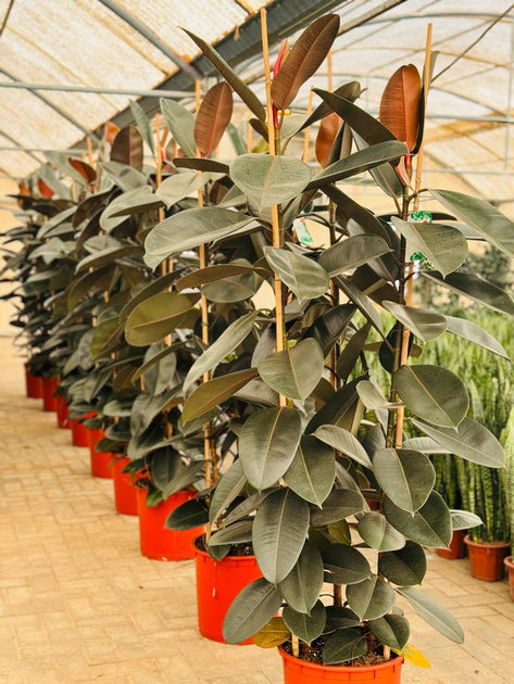 Ficus Elastica 3PP 180-190CM XL (Holland) – SHIFAA GARDEN CENTER