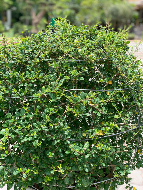 Ehretia Ball – SHIFAA GARDEN CENTER