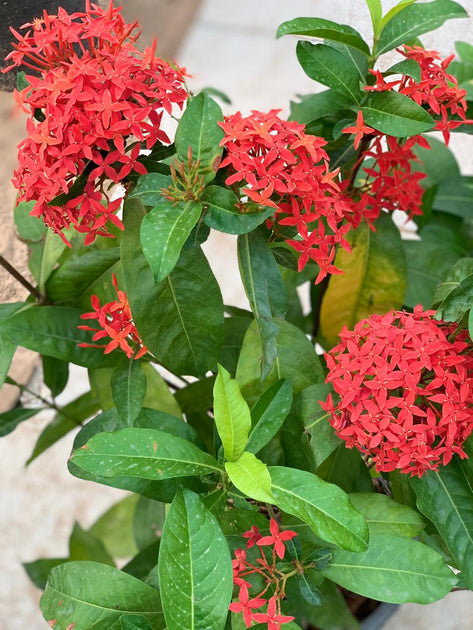 Ixora Coccinea Red Rose – SHIFAA GARDEN CENTER