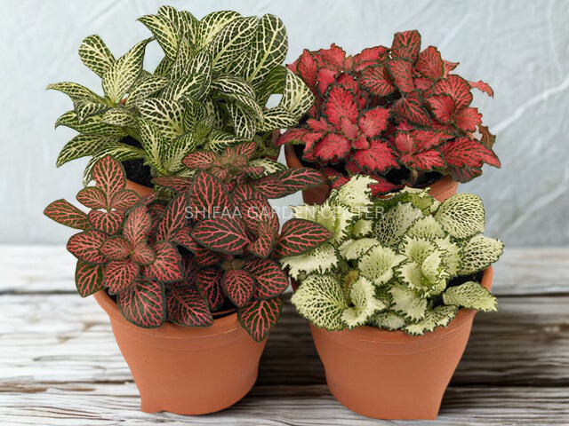 Shifaa Garden Center LLC – SHIFAA GARDEN CENTER