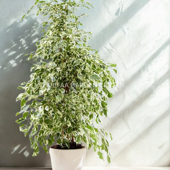 Ficus Benjamia Starlight – SHIFAA GARDEN CENTER