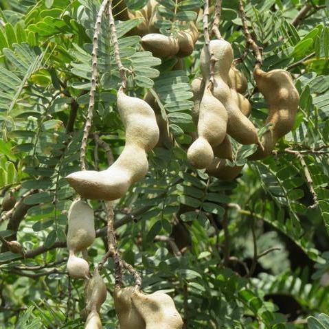 Tamarind Tree, Tamarindus Indica – SHIFAA GARDEN CENTER